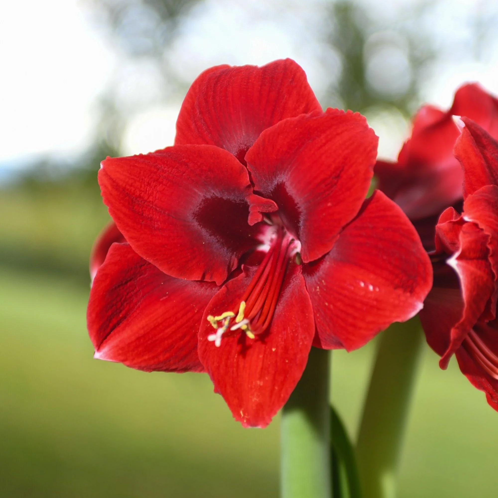 Online Floral Shop | Amaryllis & Tulips | Bloomaker USA, Inc.