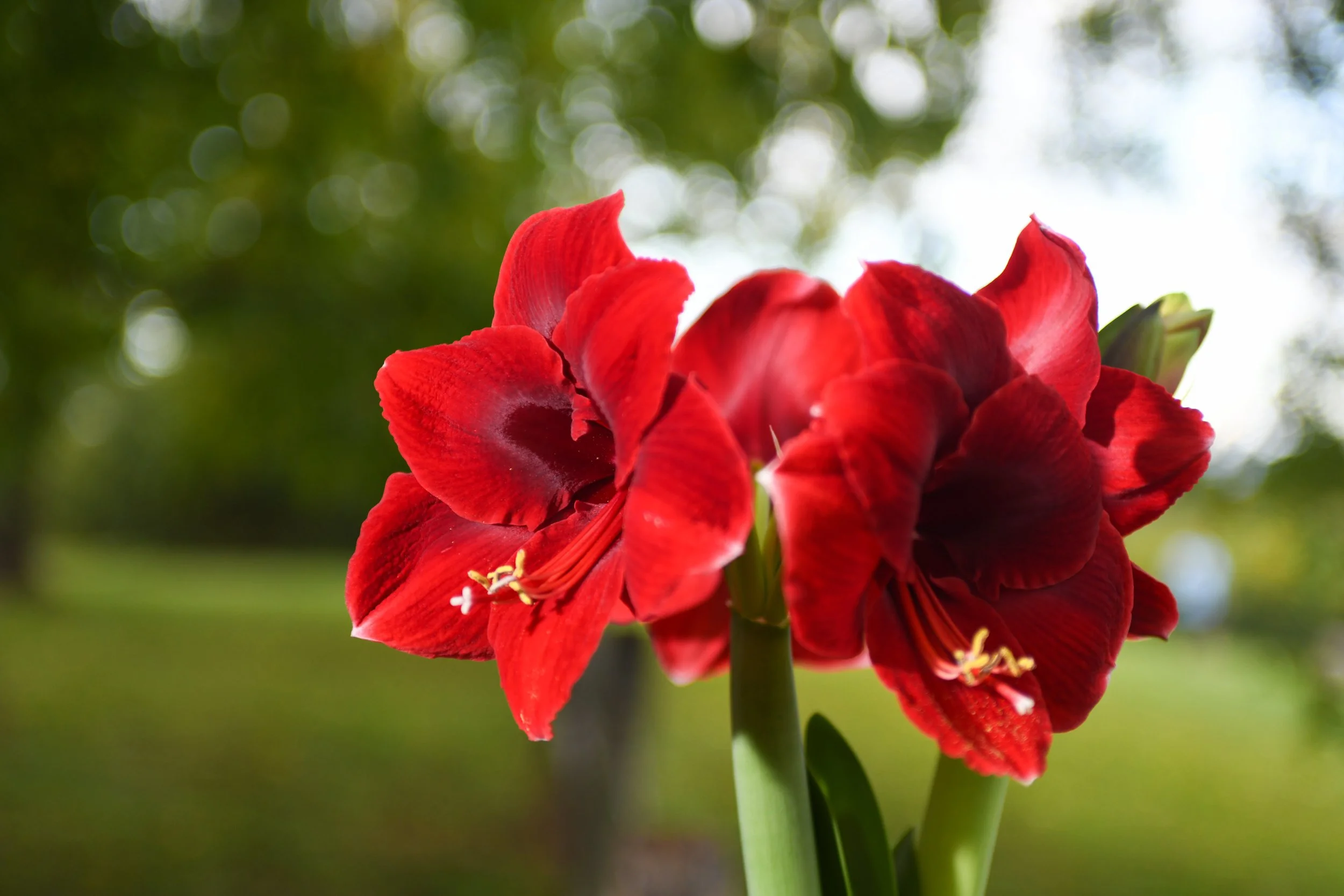 Bloomaker® Properly Care For Your Amaryllis | Bloomaker USA, Inc.