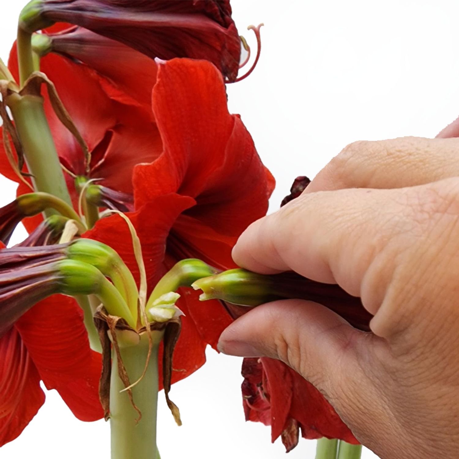 Bloomaker® Waxed Amaryllis Care Q&A | Bloomaker USA, Inc.