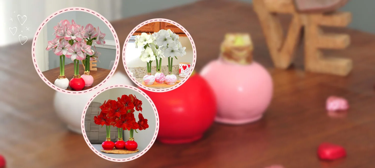Online Floral Shop | Amaryllis & Tulips | Bloomaker USA, Inc.