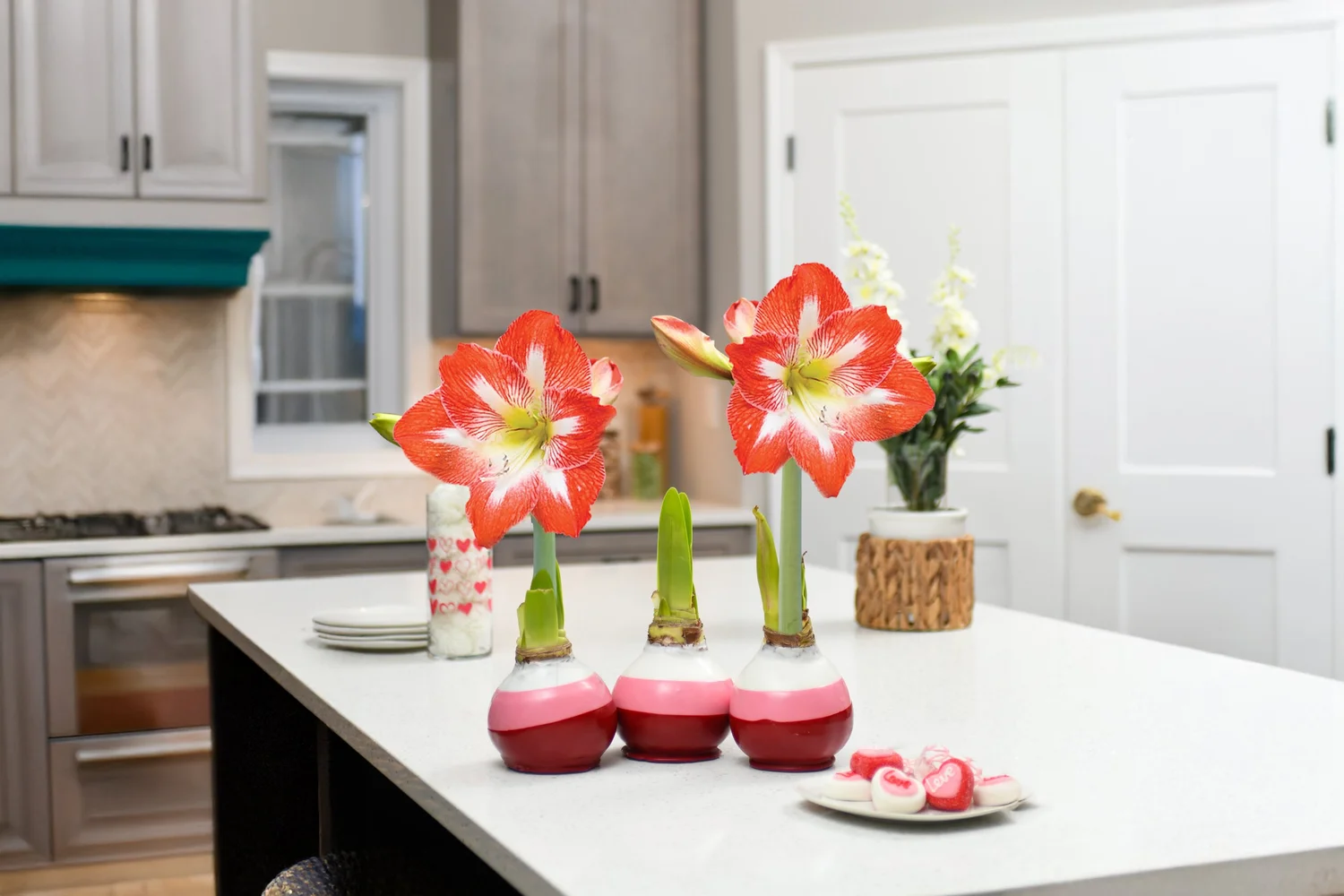 Online Floral Shop | Amaryllis & Tulips | Bloomaker USA, Inc.