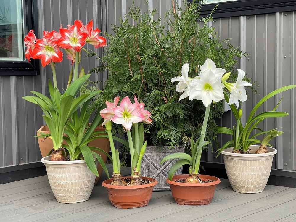 Online Floral Shop | Amaryllis & Tulips | Bloomaker USA, Inc.