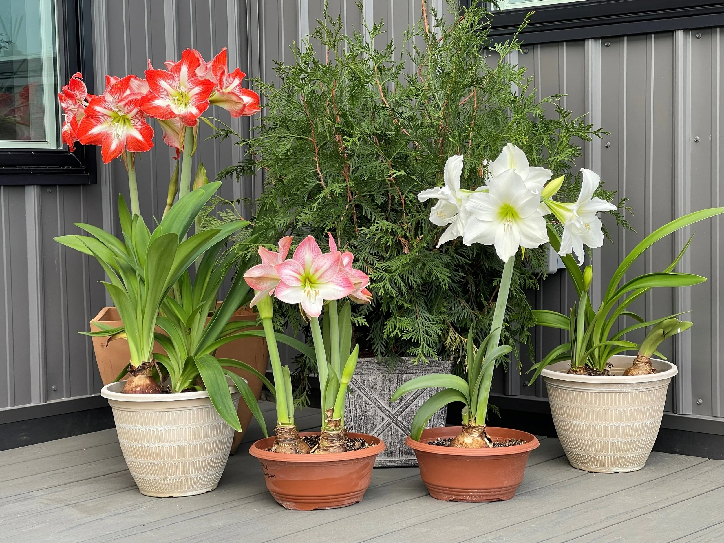 Online Floral Shop | Amaryllis & Tulips | Bloomaker USA, Inc.