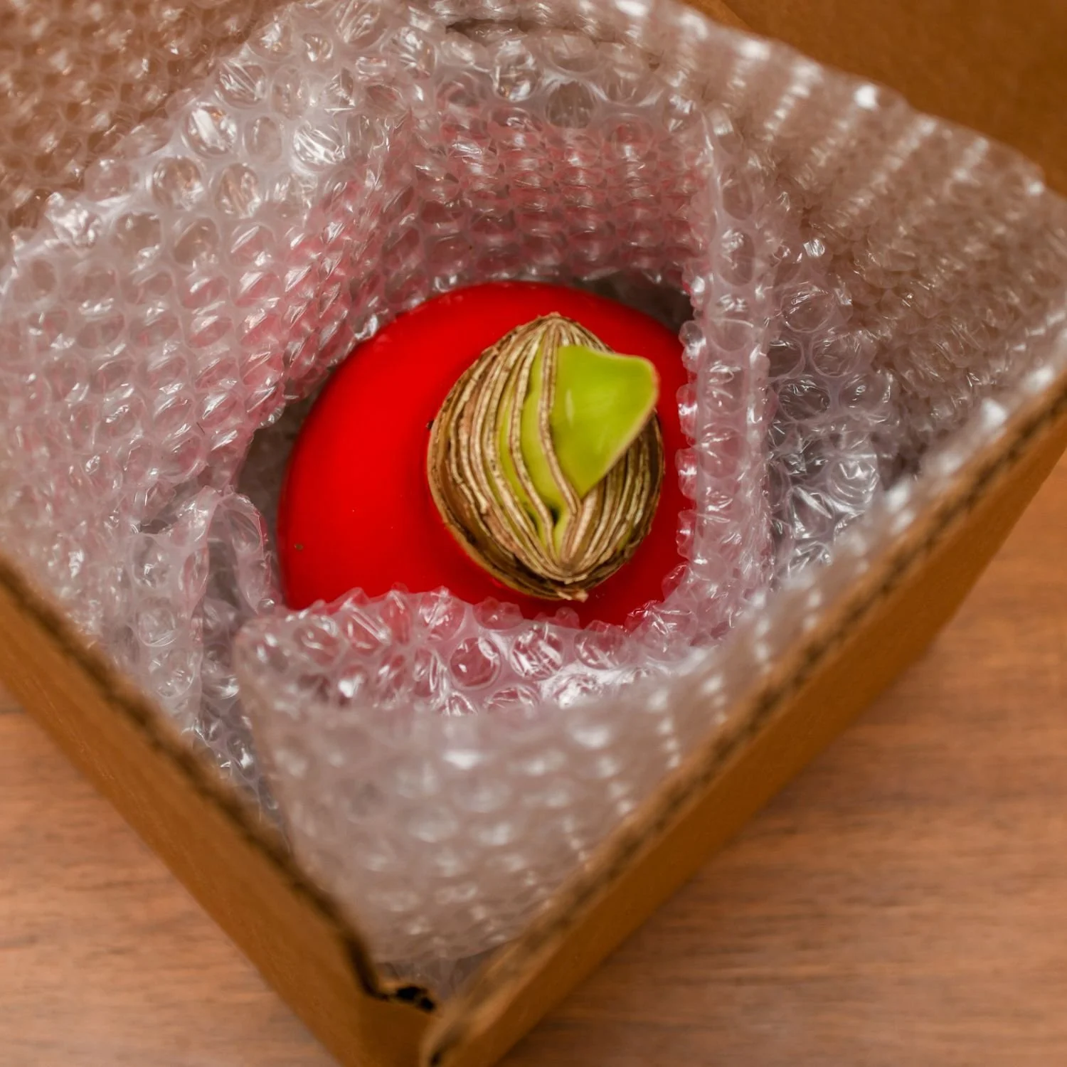 Bloomaker® Waxed Amaryllis Care Q&A | Bloomaker USA, Inc.