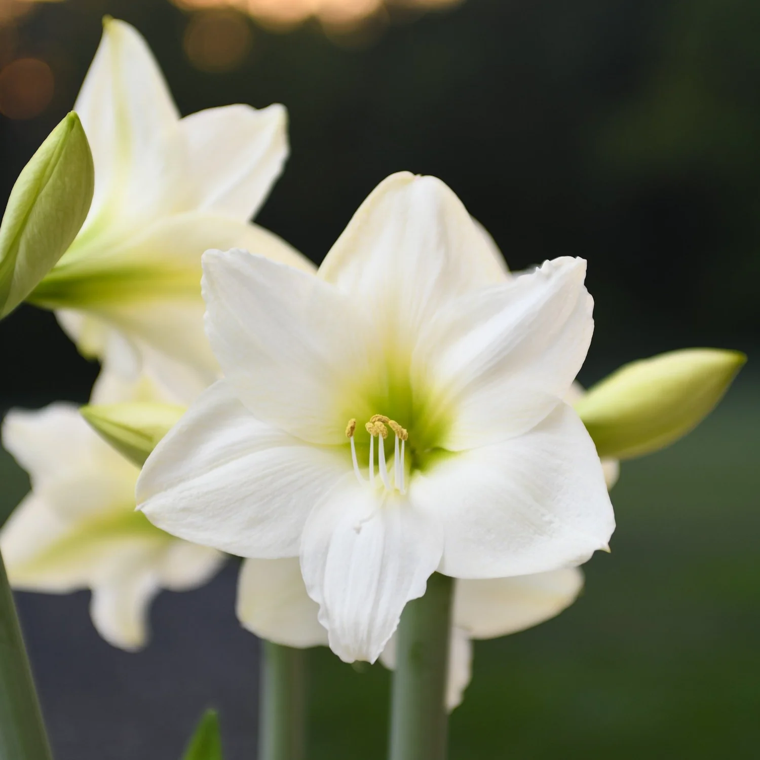 Online Floral Shop | Amaryllis & Tulips | Bloomaker USA, Inc.