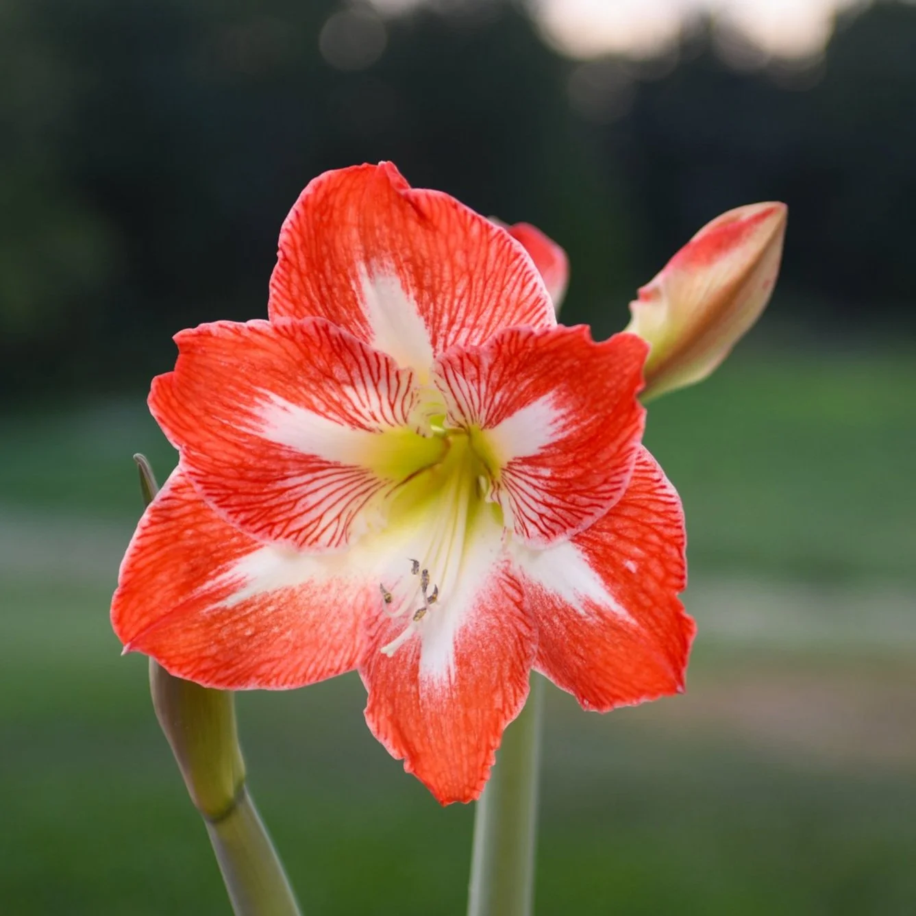 Online Floral Shop | Amaryllis & Tulips | Bloomaker USA, Inc.