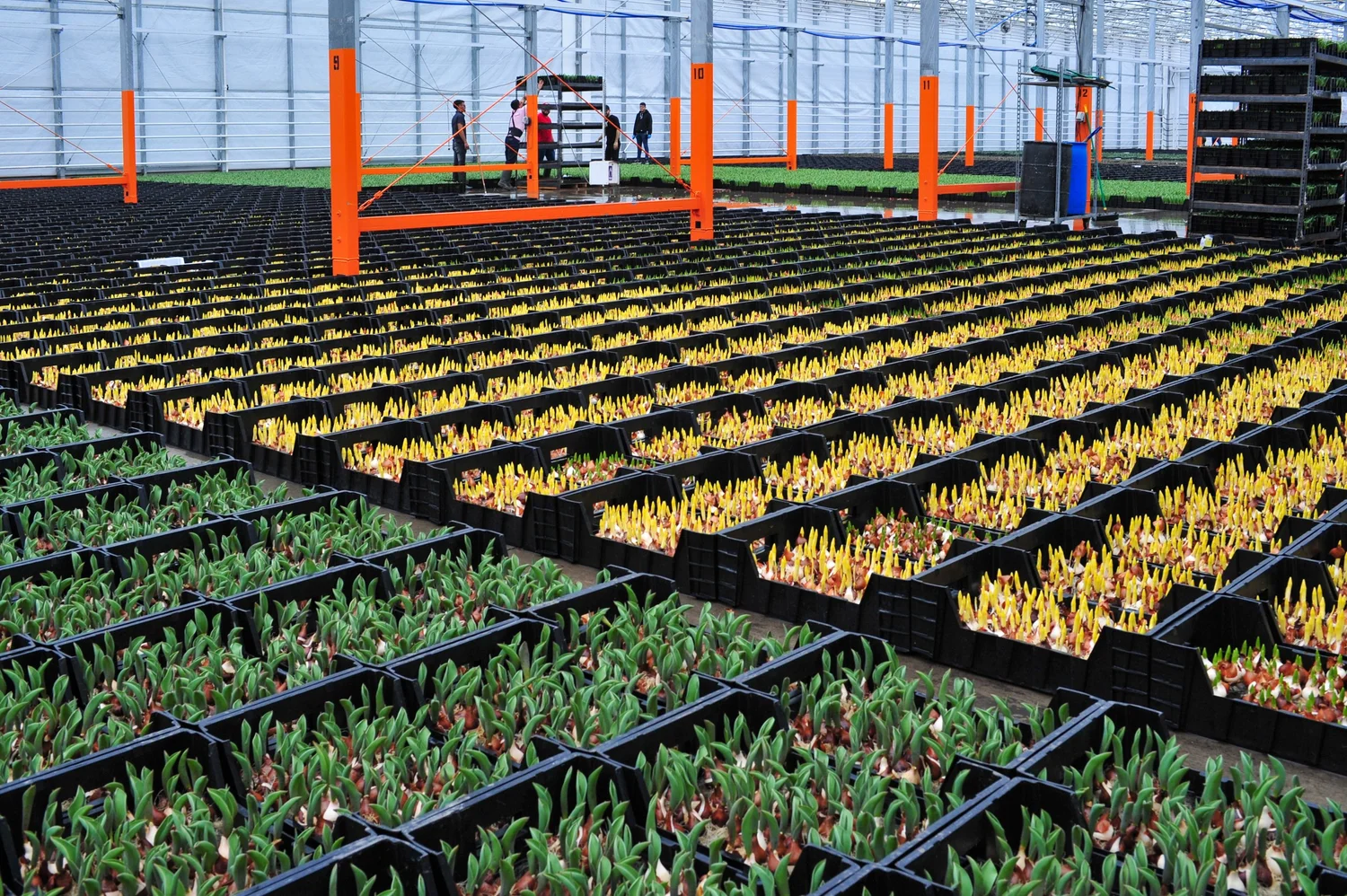 Bloomaker® Pioneering Sustainability In The Floral Industry | Bloomaker ...