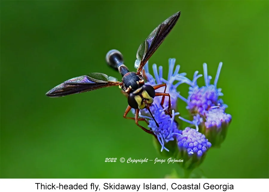 Insects — Jorge Gojman Photography