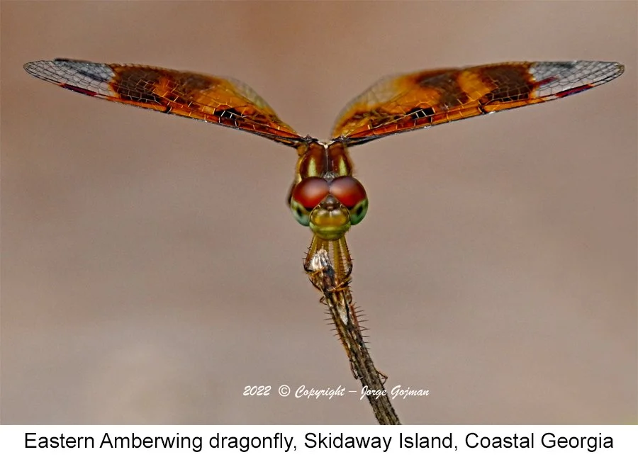 Insects — Jorge Gojman Photography