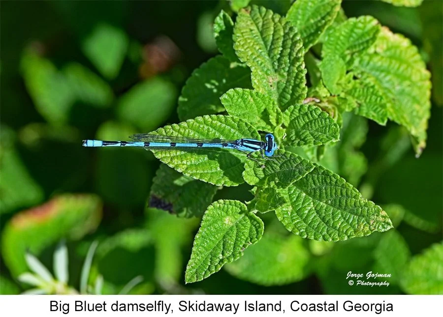 Insects — Jorge Gojman Photography