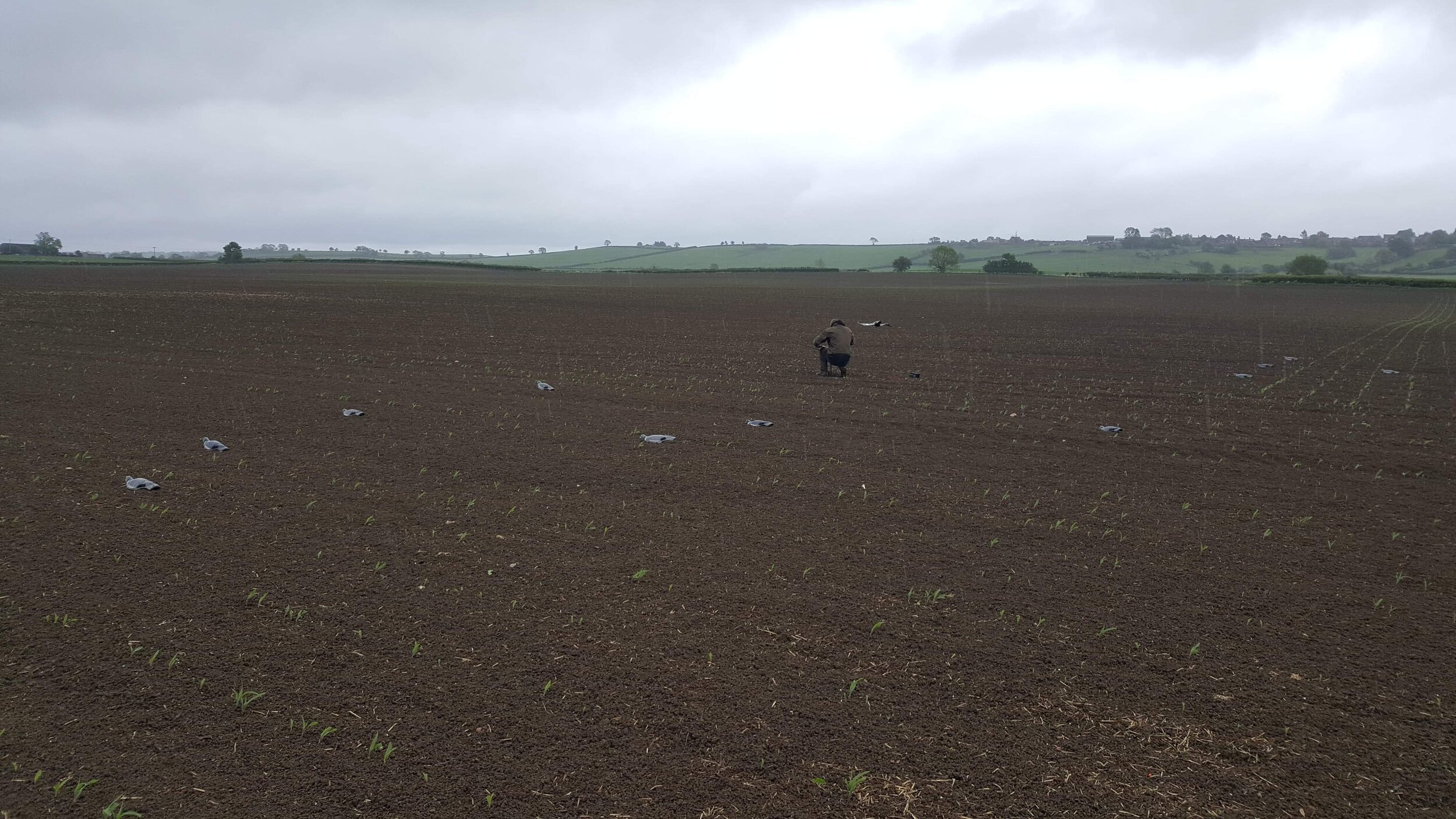 Pigeon shooting days — Chiltern Sporting