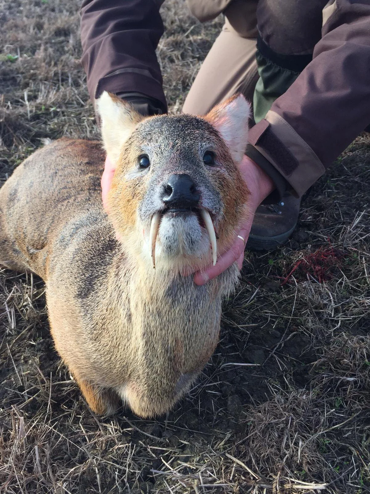 Chinese water deer stalking between London and the Cotswolds — Chiltern ...