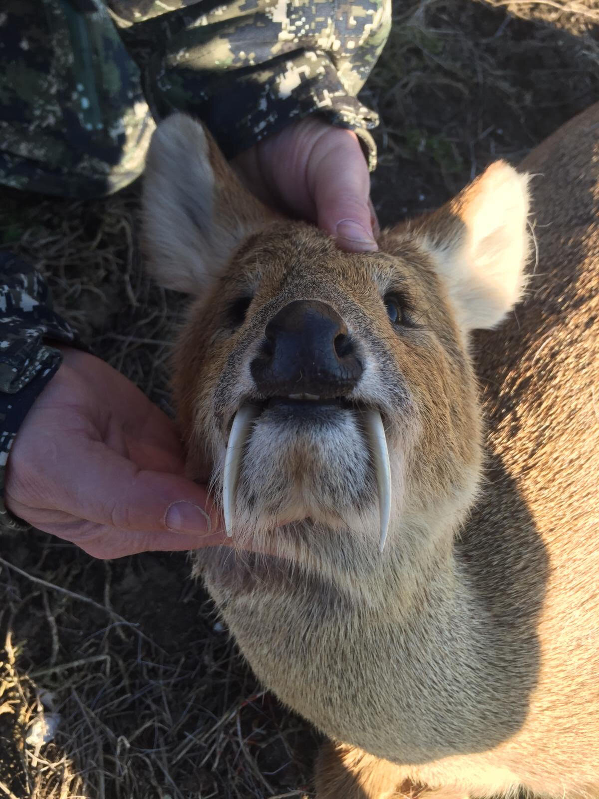 Muntjac stalking rates — Chiltern Sporting