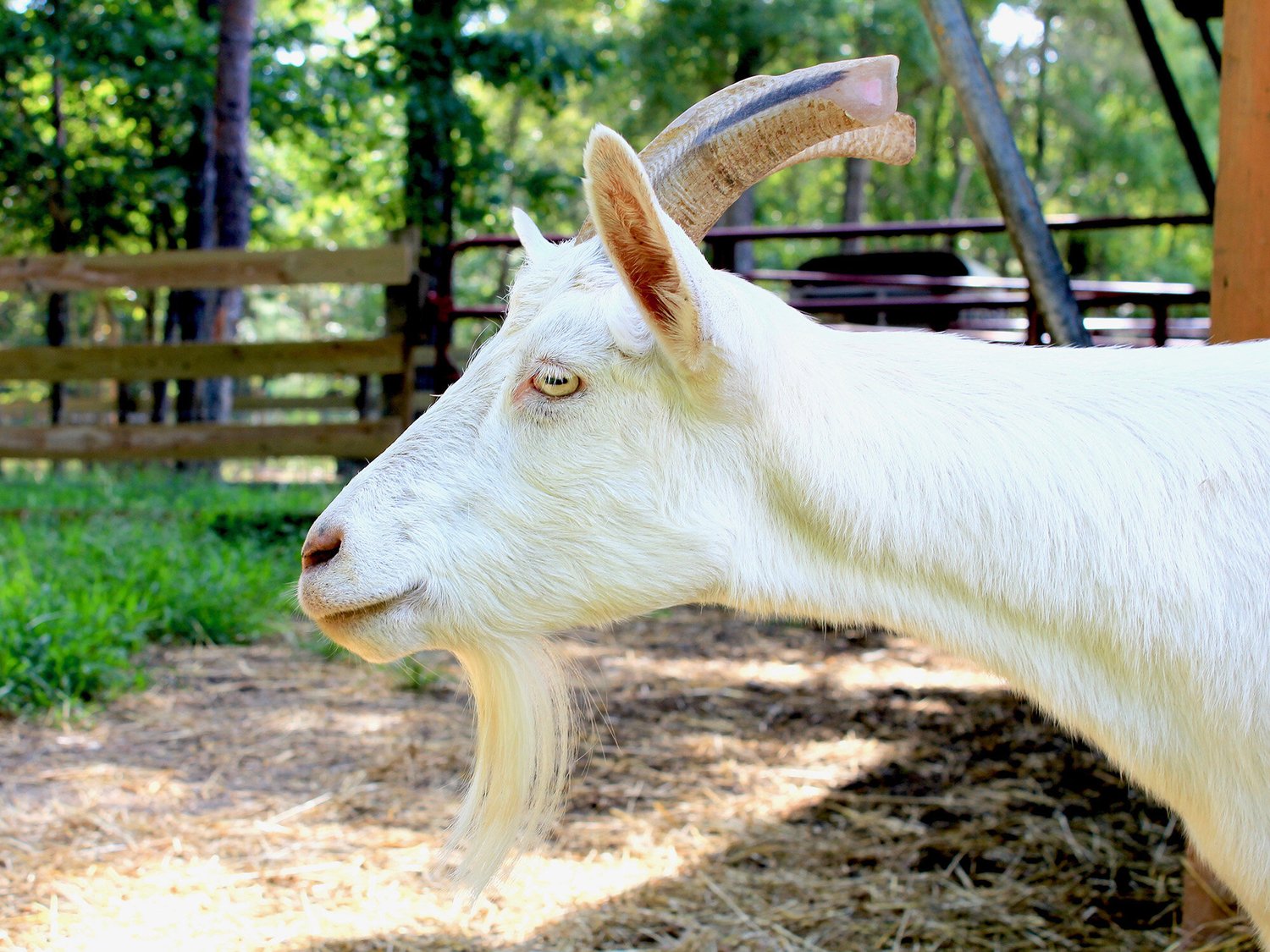 Miyoko — Piedmont Farm Animal Refuge