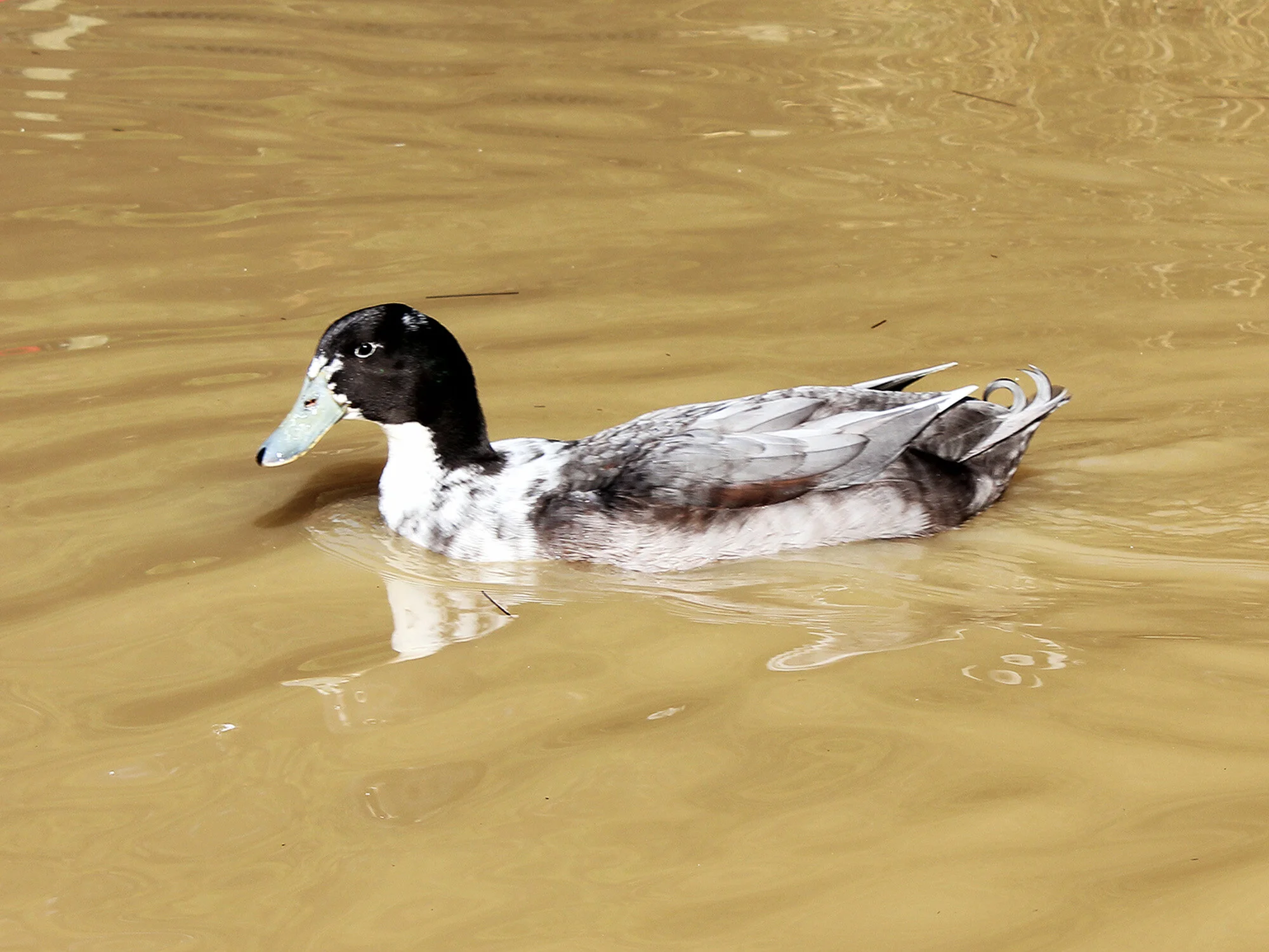 Ferdinand — Piedmont Farm Animal Refuge