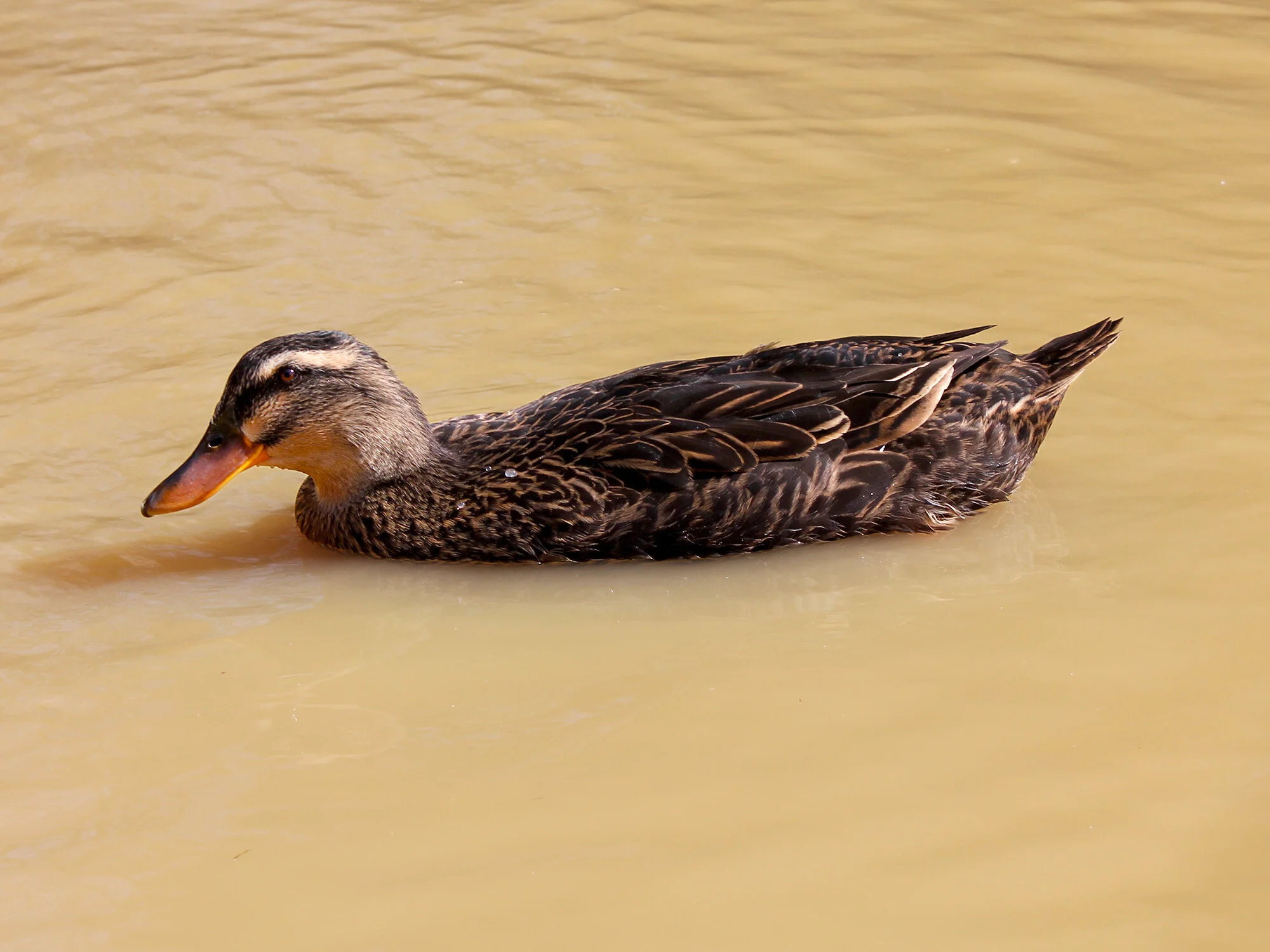 Ducks and Geese — Piedmont Farm Animal Refuge