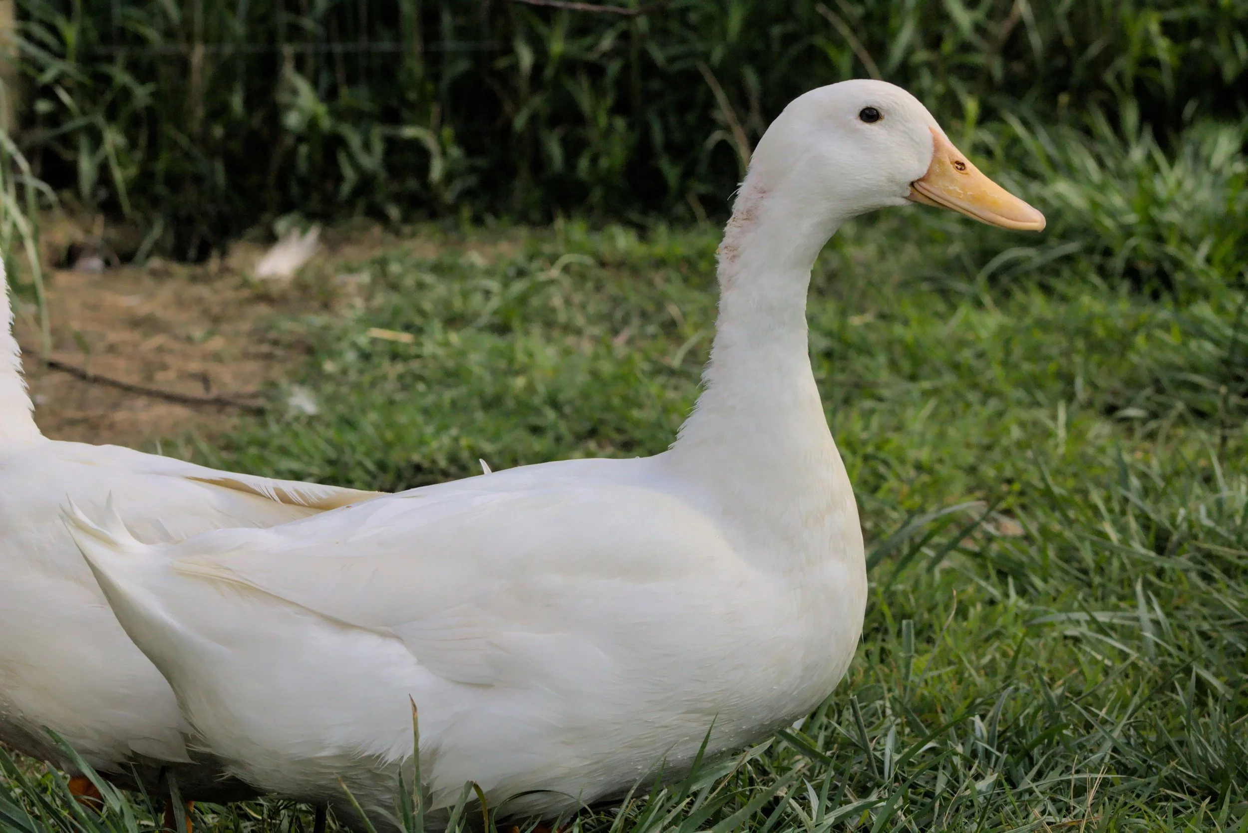Ducks and Geese — Piedmont Farm Animal Refuge