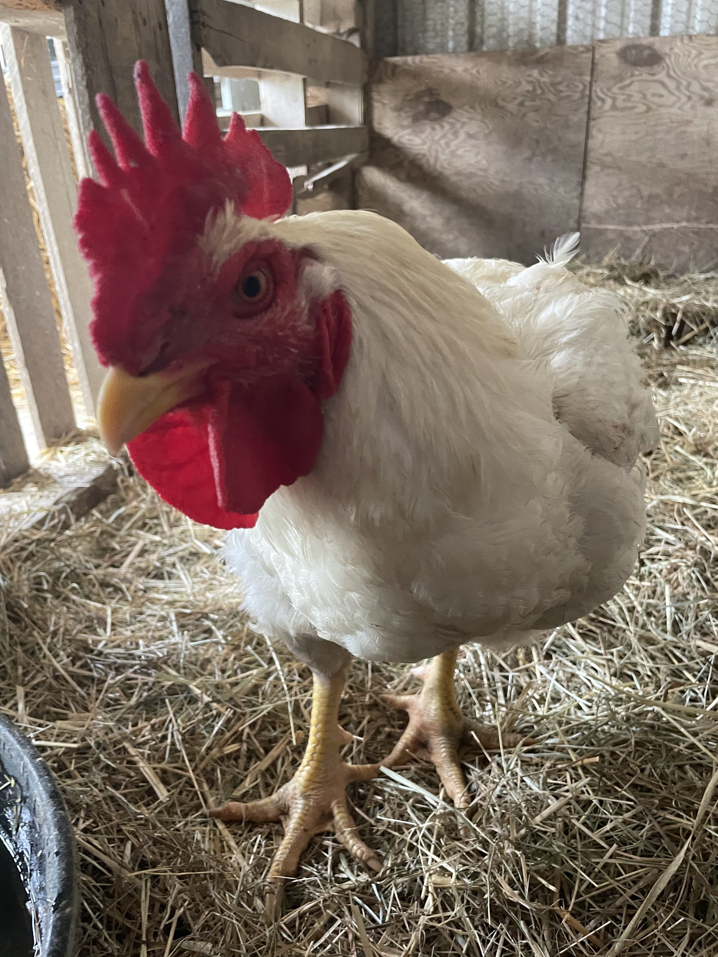 Animal Sponsorship — Piedmont Farm Animal Refuge