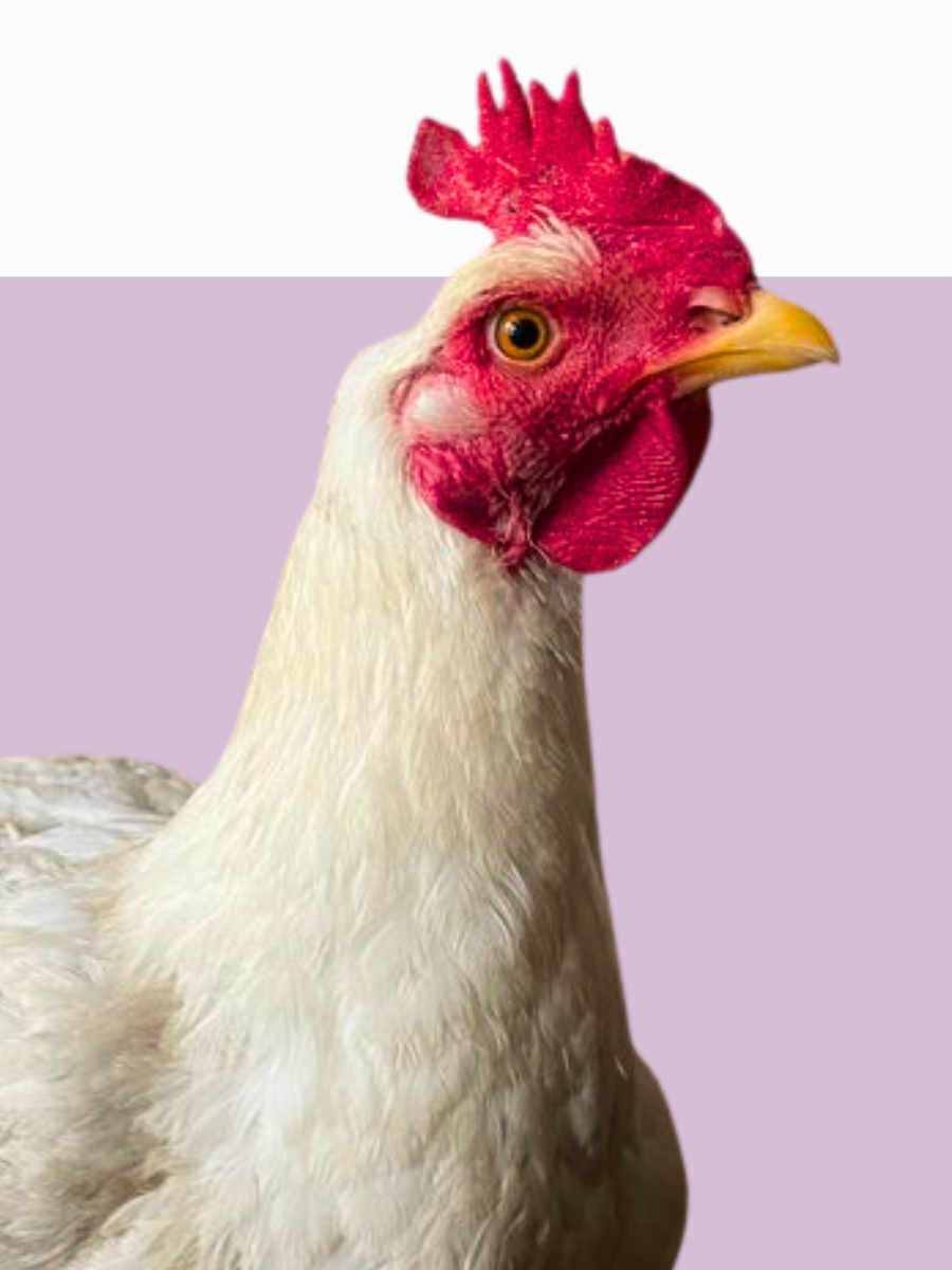 Chickens and Turkeys — Piedmont Farm Animal Refuge