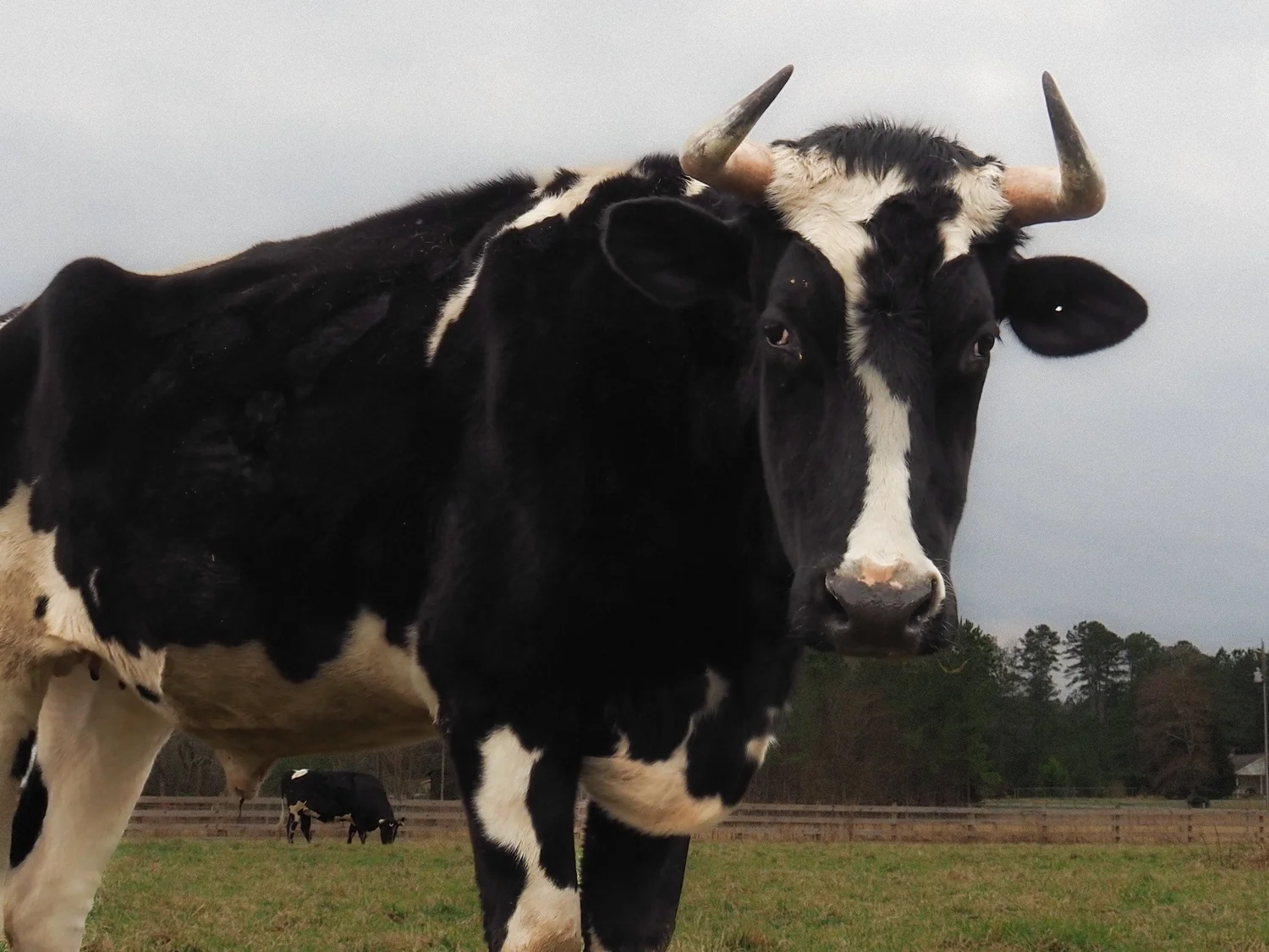 Benny — Piedmont Farm Animal Refuge
