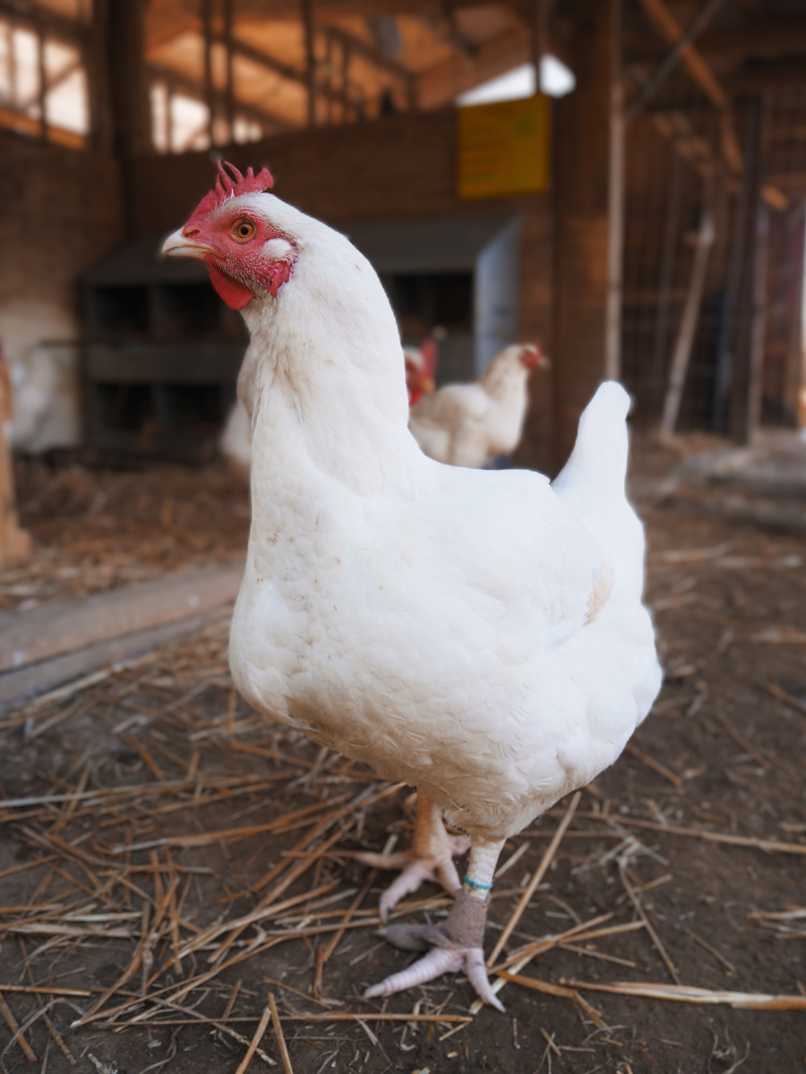 Cicada — Piedmont Farm Animal Refuge