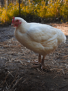 Roly Poly — Piedmont Farm Animal Refuge