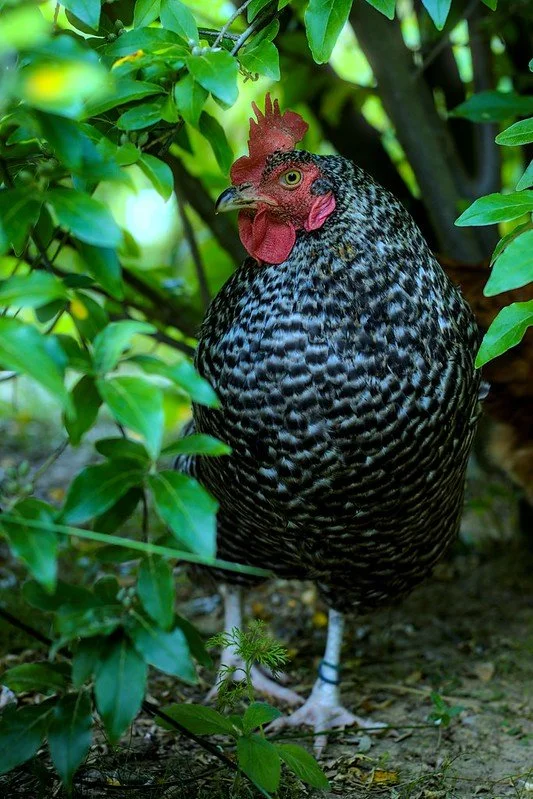 Mildred — Piedmont Farm Animal Refuge