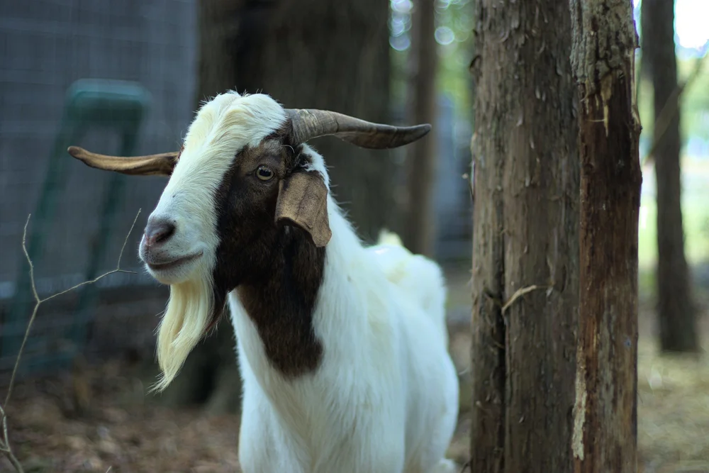Elf — Piedmont Farm Animal Refuge