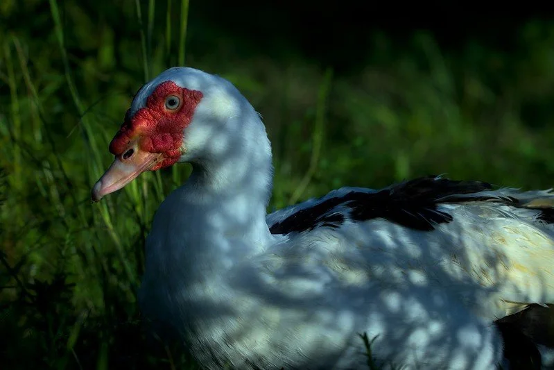 Dinosaur — Piedmont Farm Animal Refuge