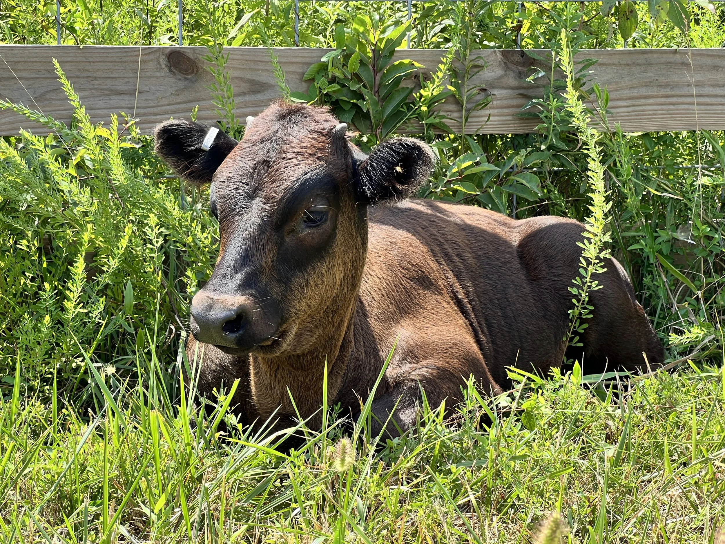 Sprout — Piedmont Farm Animal Refuge