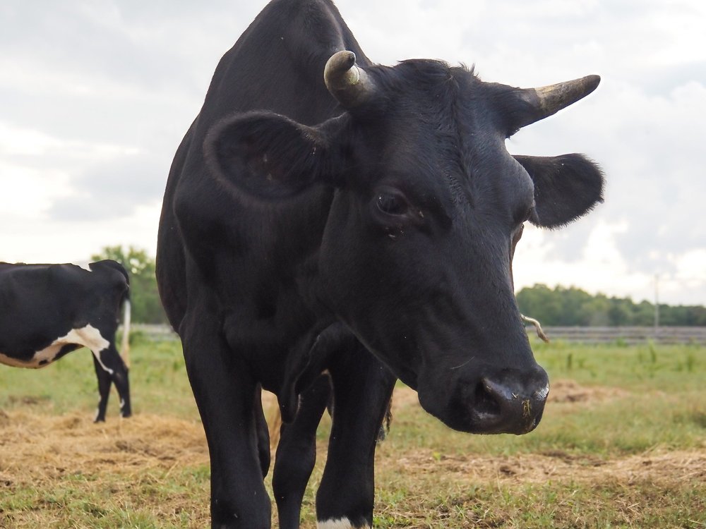 Atlas — Piedmont Farm Animal Refuge