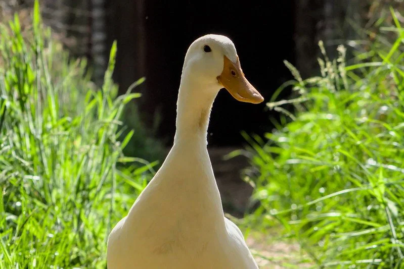 Helene — Piedmont Farm Animal Refuge