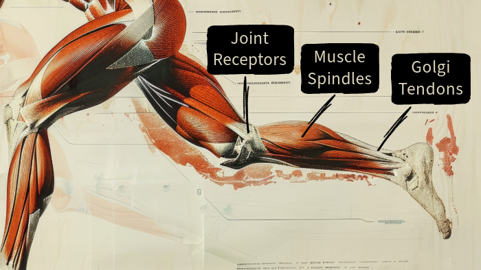 Understanding Proprioception: The Secret Sense for Balance and Fall ...