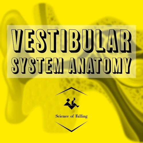 Vestibular System Anatomy — Science of Falling