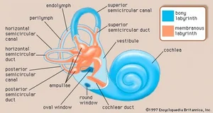 Anatomy of the Vestibular System: Understanding Your Inner Ear’s Role ...