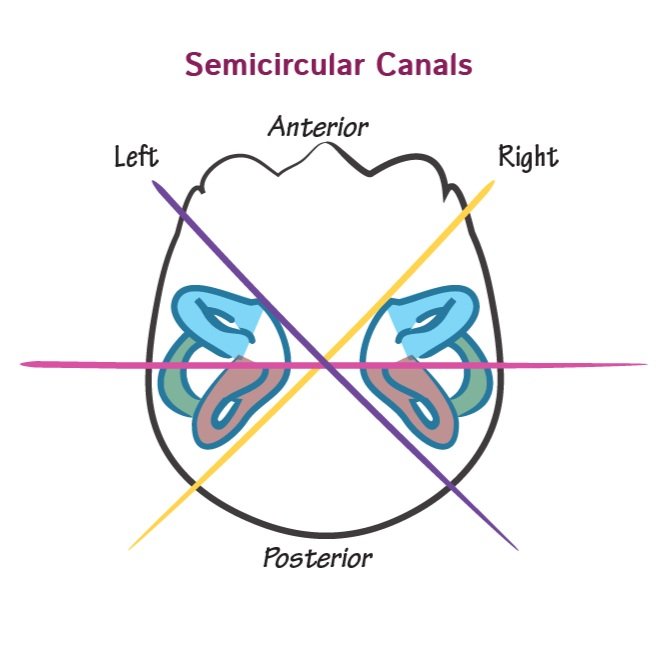 How Your Inner Ear Maintains Balance, Prevents Dizziness, and Affects ...