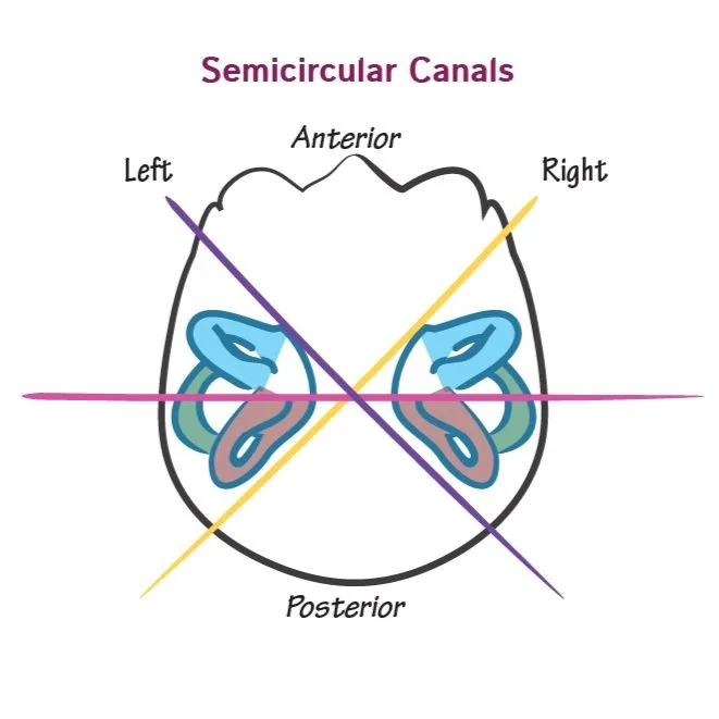 How Your Inner Ear Maintains Balance, Prevents Dizziness, and Affects ...