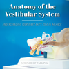 Anatomy of the Vestibular System: Understanding Your Inner Ear’s Role ...