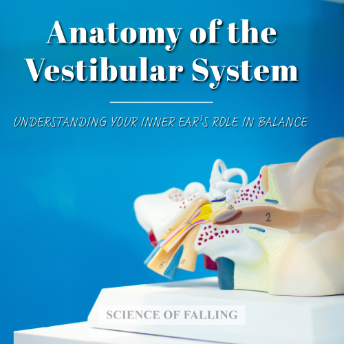 Anatomy of the Vestibular System: Understanding Your Inner Ear’s Role ...