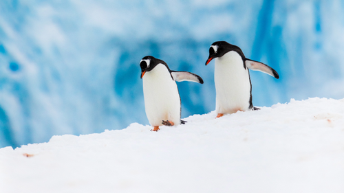 How to Walk Safely on Ice to Prevent a Fall in the Winter — Science of ...