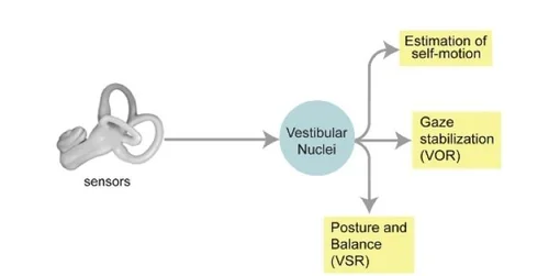 Which Parts of the Brain Are Responsible for Balance and Equilibrium ...