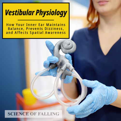 How Your Inner Ear Maintains Balance, Prevents Dizziness, and Affects ...