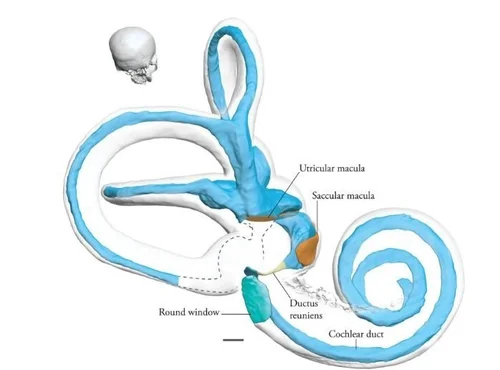 How Your Inner Ear Maintains Balance, Prevents Dizziness, and Affects ...