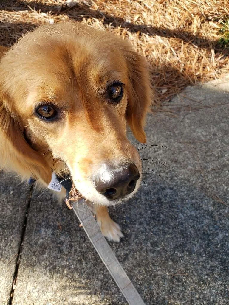 Venture Dog Walking Reviews — Venture Dog Walking