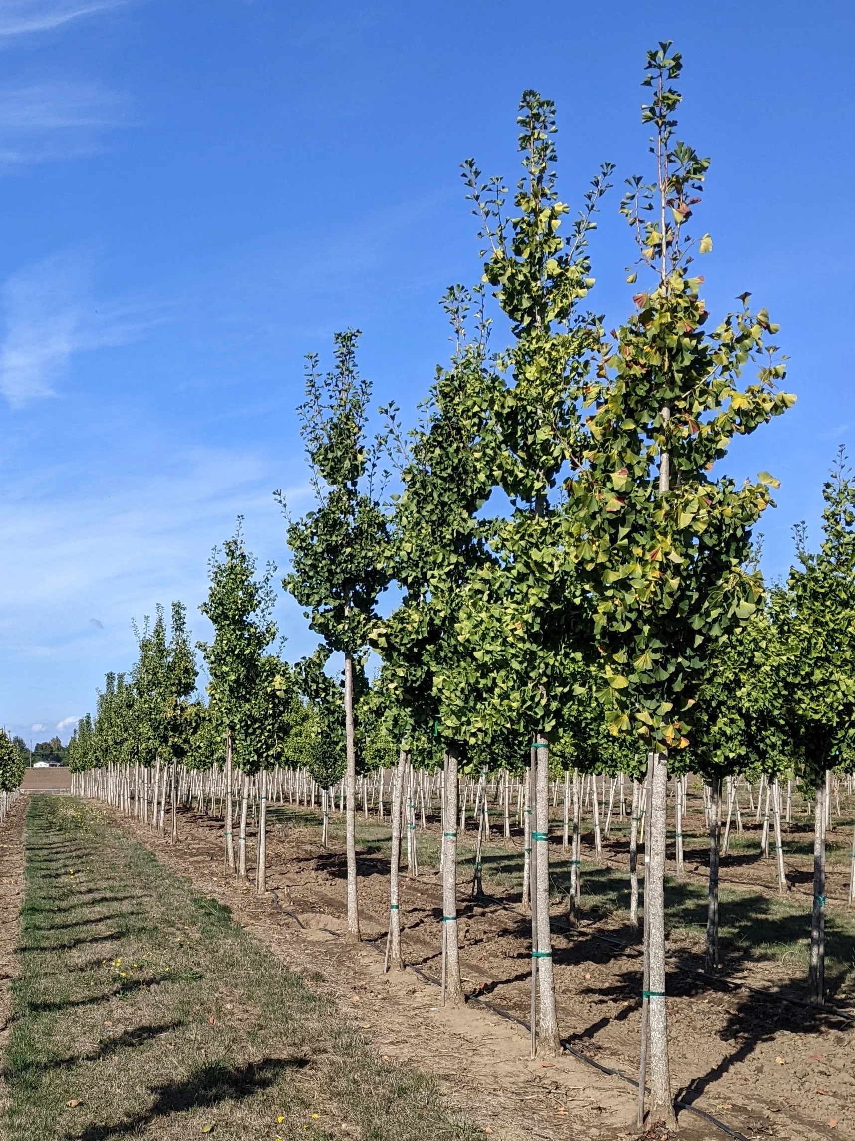 Princeton Sentry® Ginkgo | Ginkgo biloba 'PNI 2720' — Northwest Shade Trees