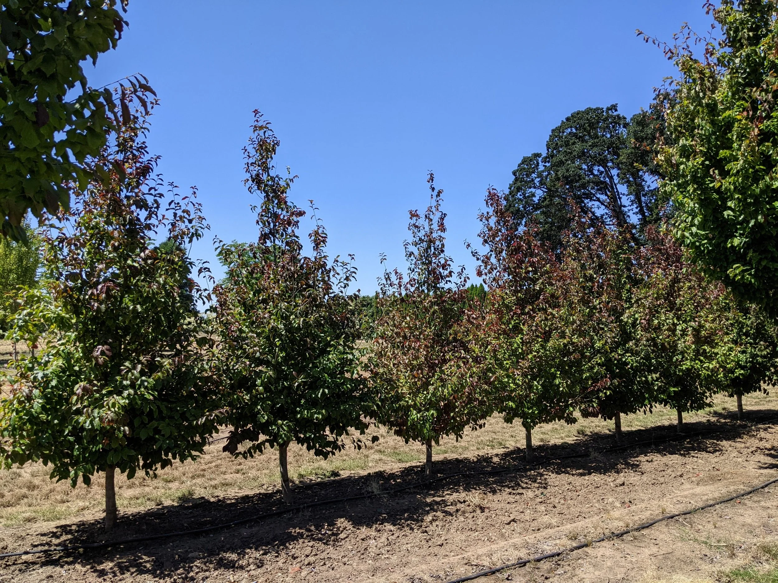 Persian Spire™ Parrotia | Parrotia persica 'JL Columnar' — Northwest ...