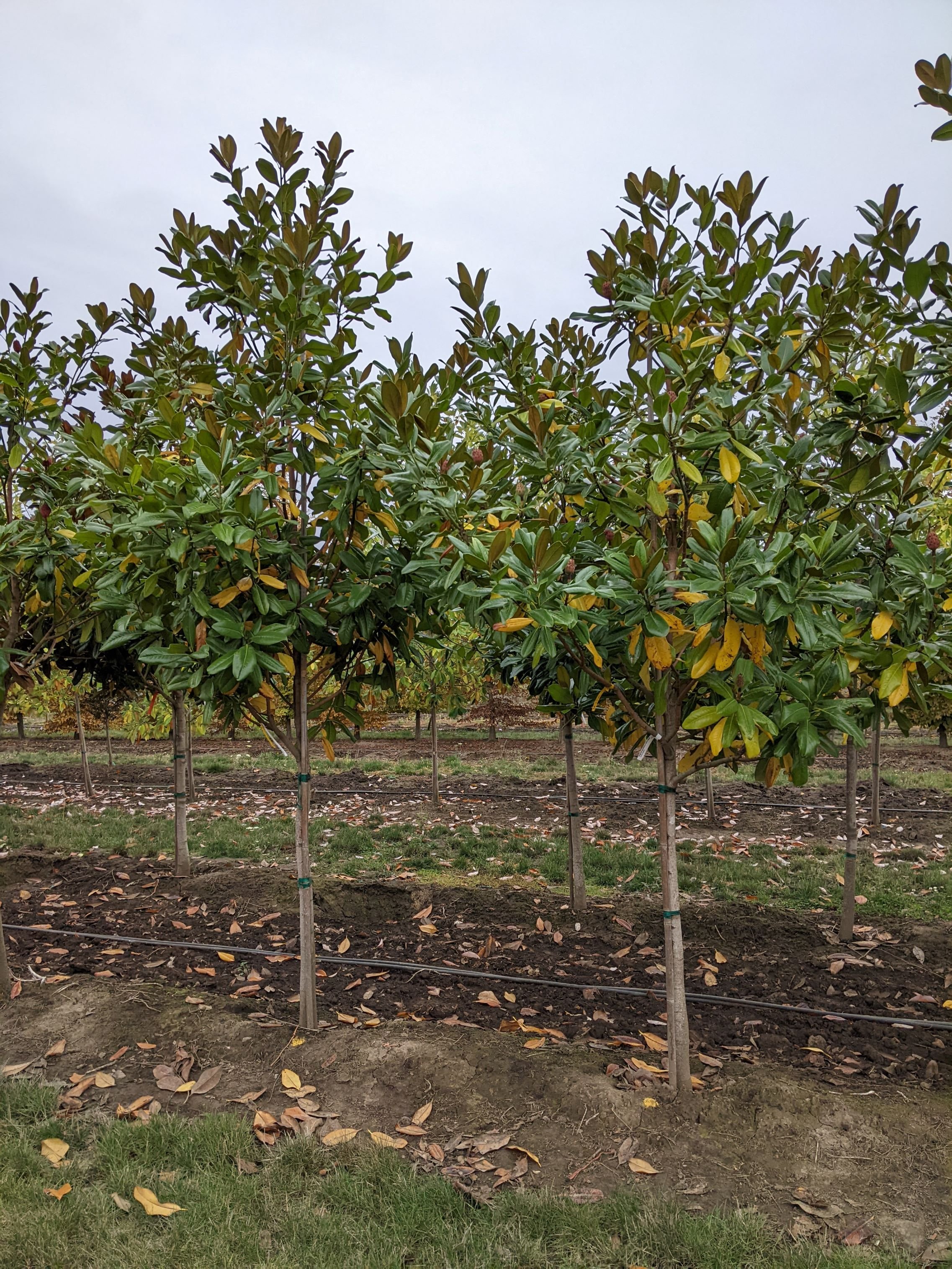 Magnolia grandiflora 'Edith Bogue' | Southern Magnolia 'Edith Bogue ...