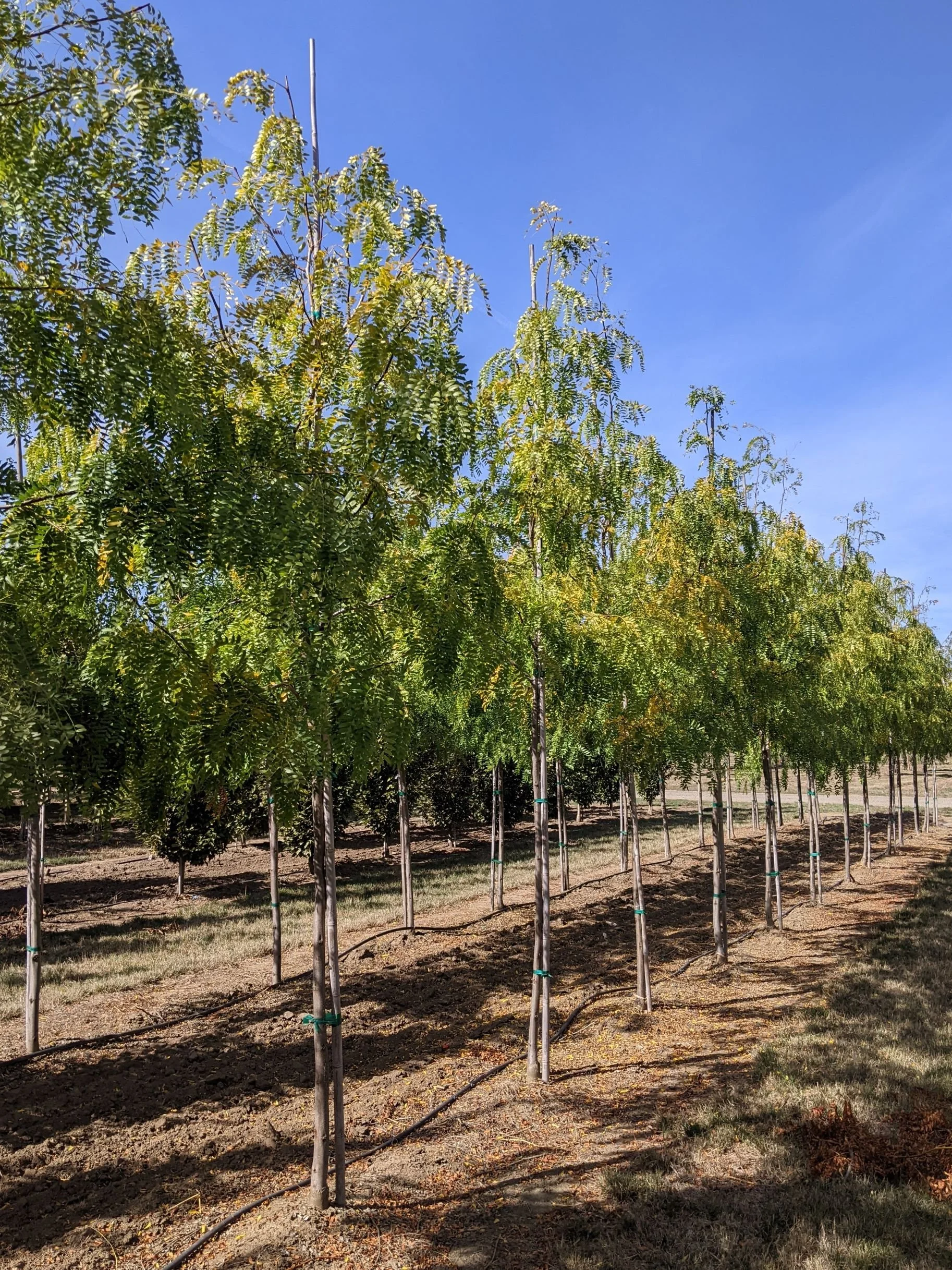 Gleditsia triacanthos Shademaster® | Honeylocust 'Shademaster ...