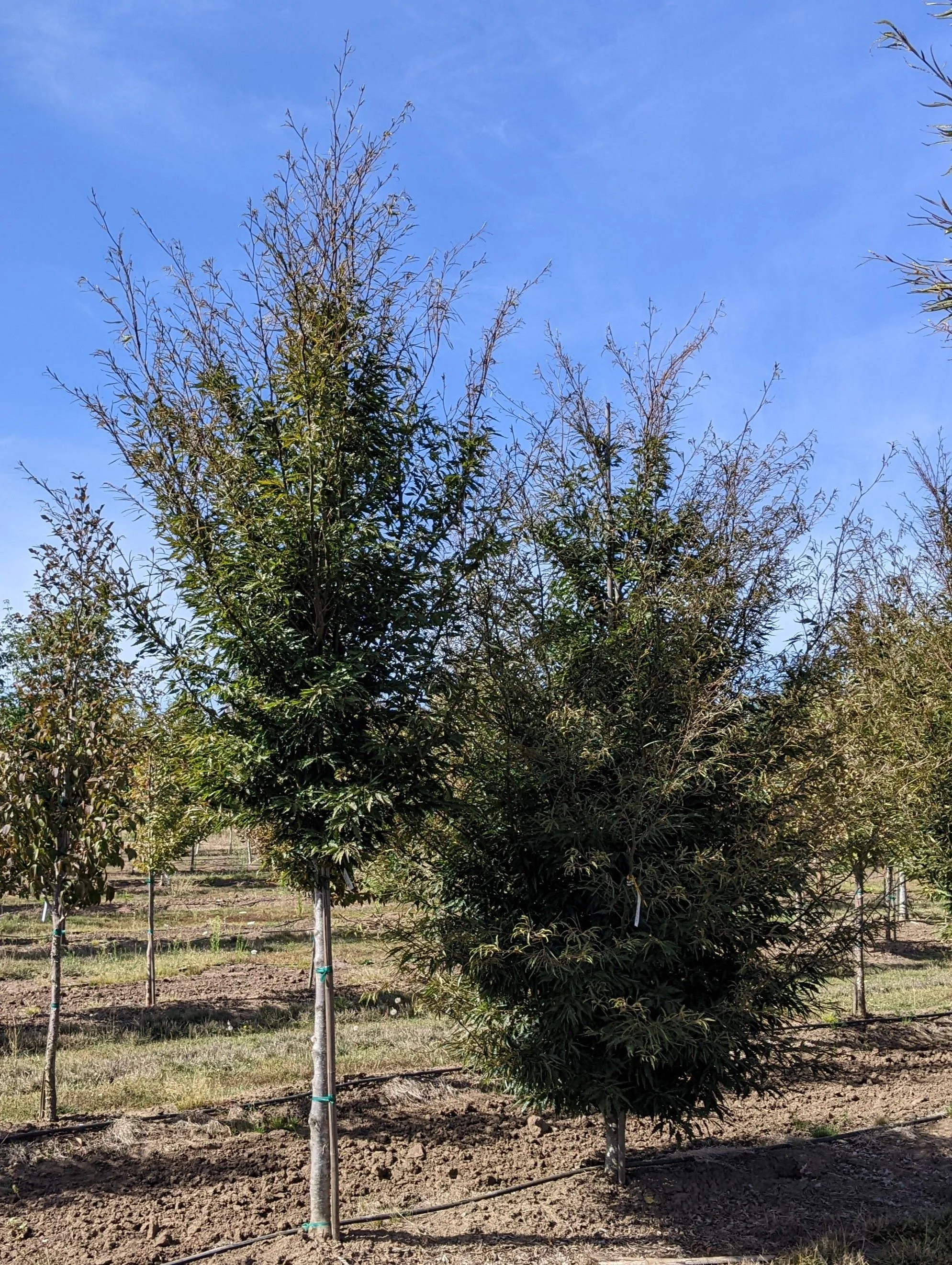 Fagus sylvatica 'Asplenifolia' | European Beech 'Asplenifolia ...