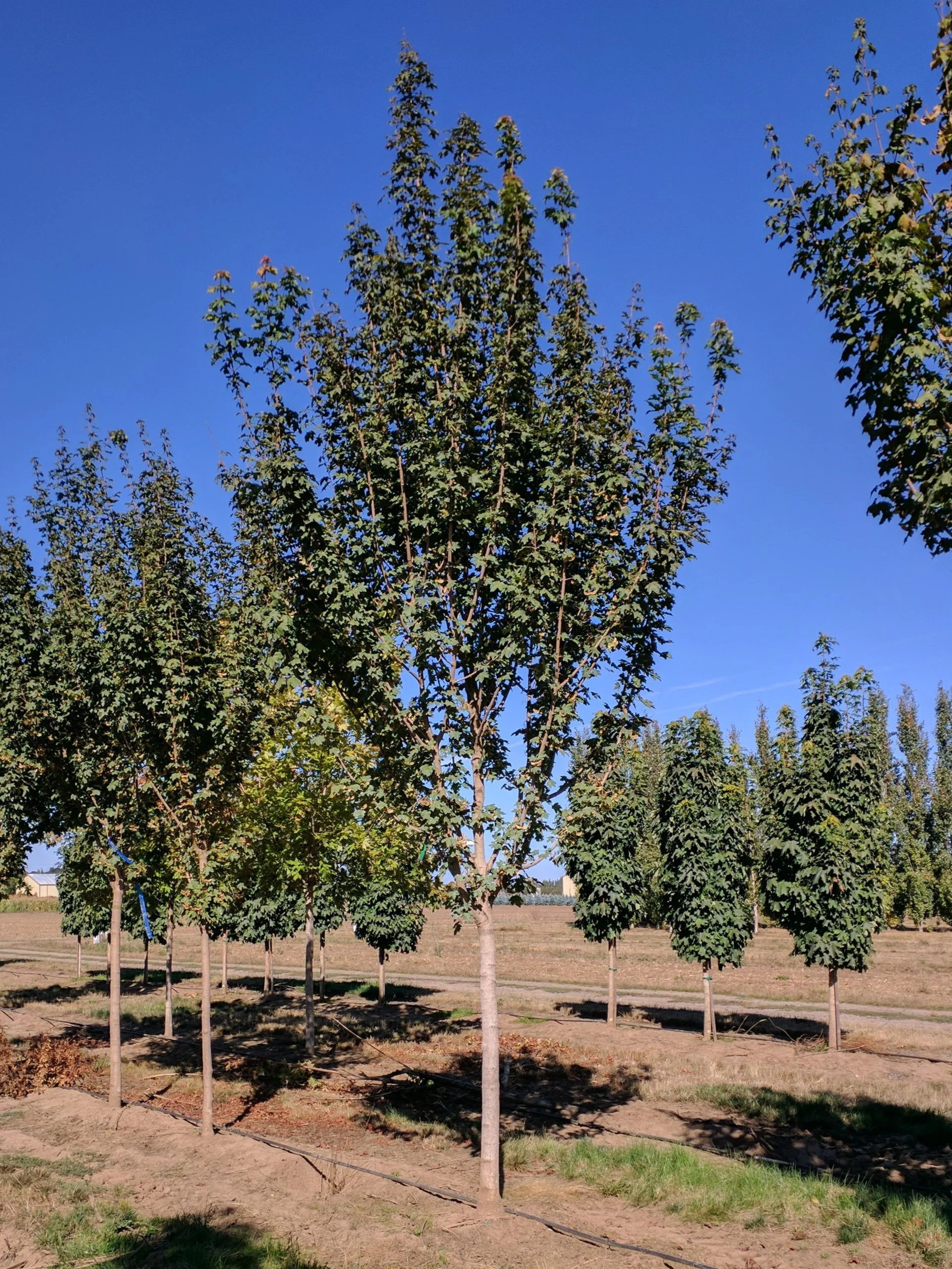 Acer campestre Metro Gold® | Hedge Maple 'Panacek' — Northwest Shade Trees